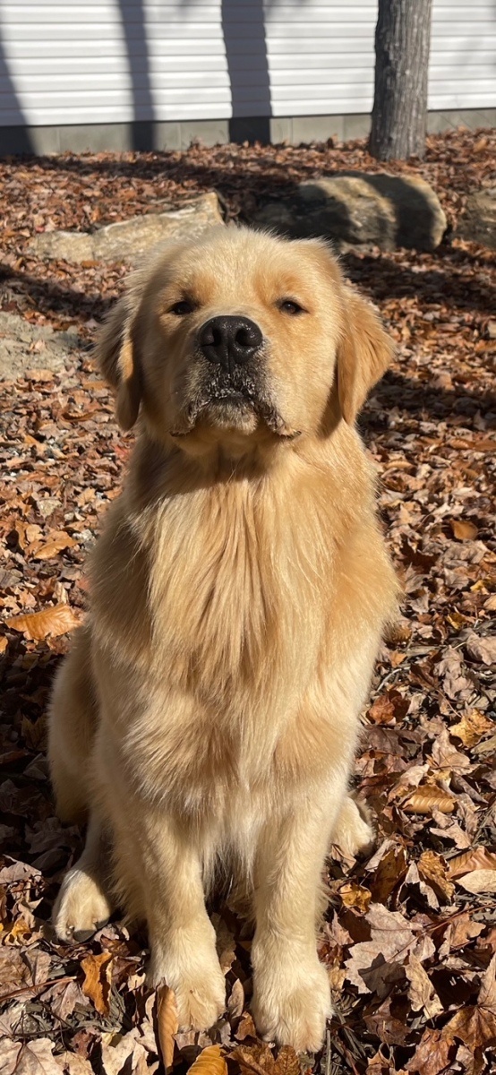 Am Grand CH Bronze/Can CH Goldiva’s Blackjack with GoldRox “Blackjack”