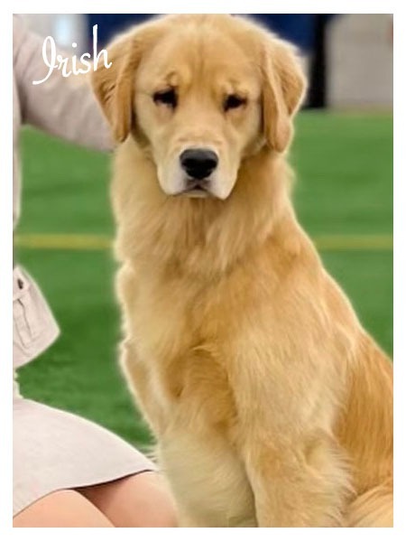 Goldiva Goldens / Goldiva Goldens & Gardens – Mary Dickinson Cashin ...