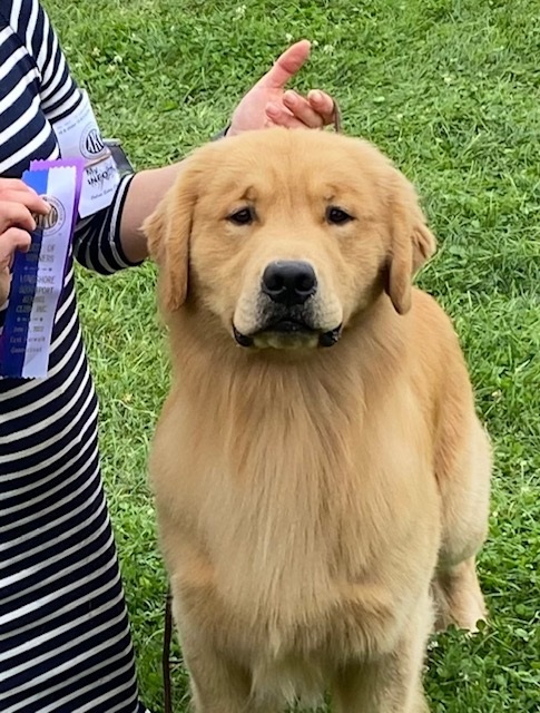 Am Grand CH Goldiva’s Golden Chalis with GoldRox “Kistler”
