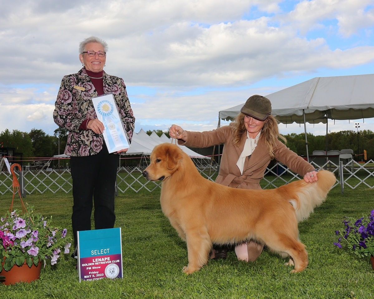 Am Grand CH Goldiva’s Golden Chalis with GoldRox “Kistler”