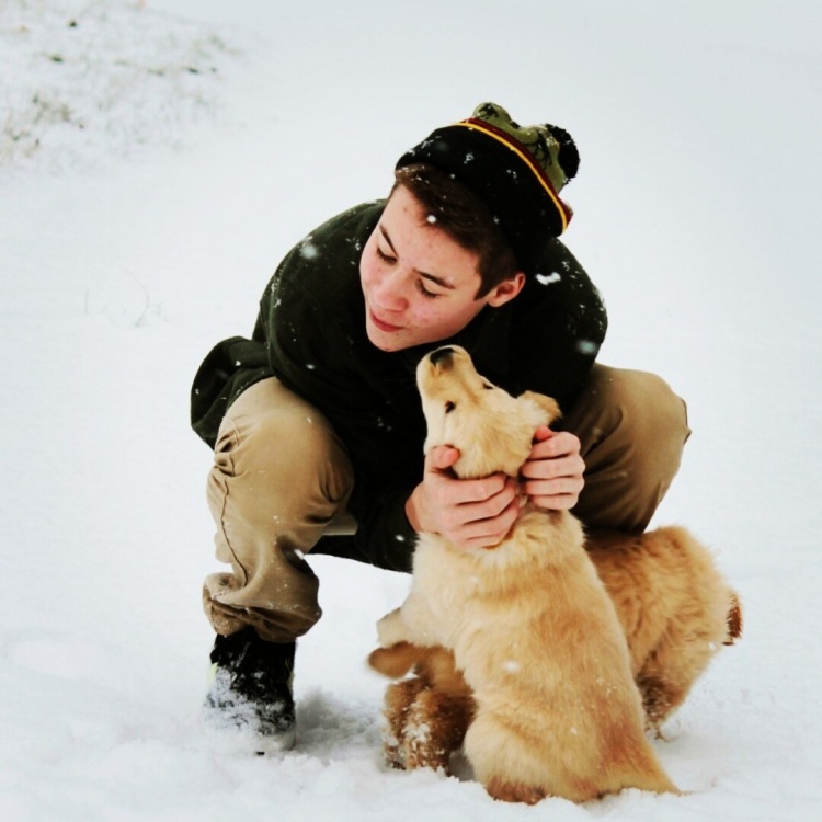 Goldiva Golden Retriever Puppies