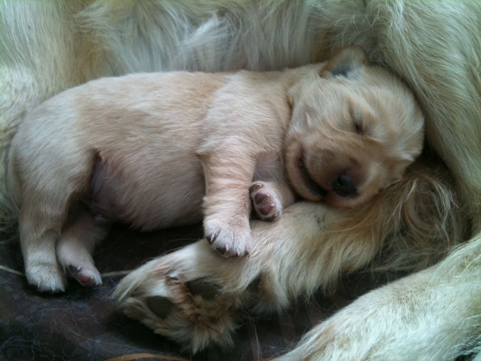 Goldiva Golden Retriever Puppies