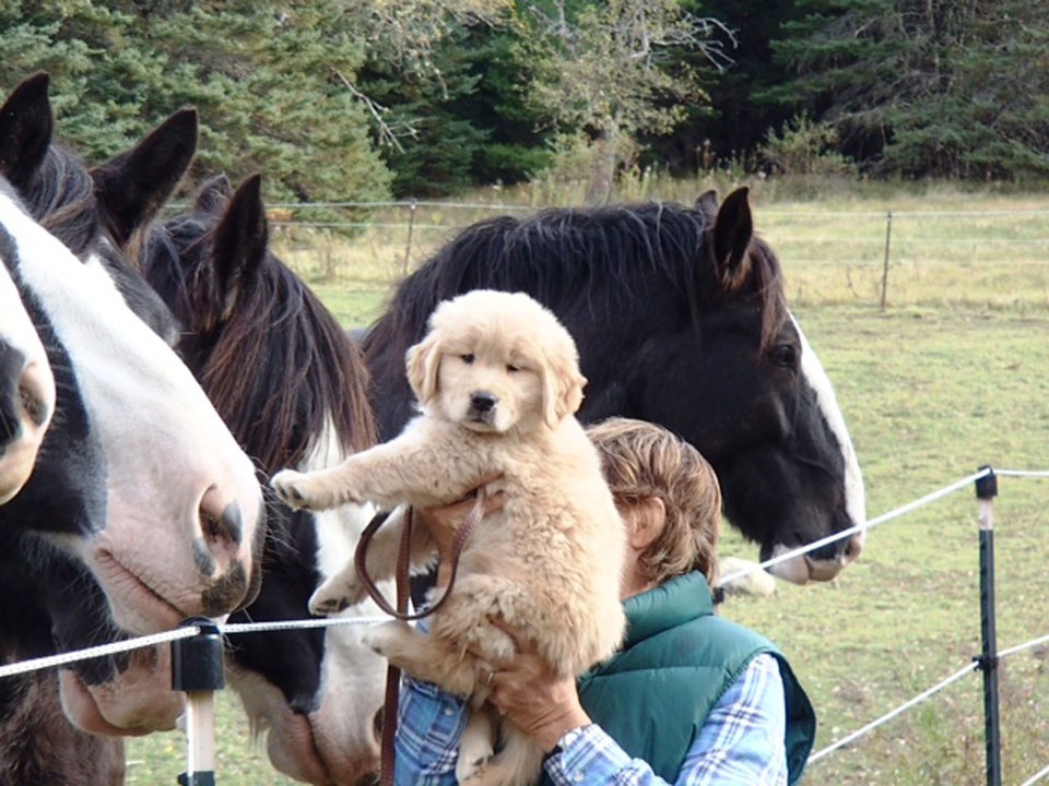 Goldiva Golden Retriever Puppies