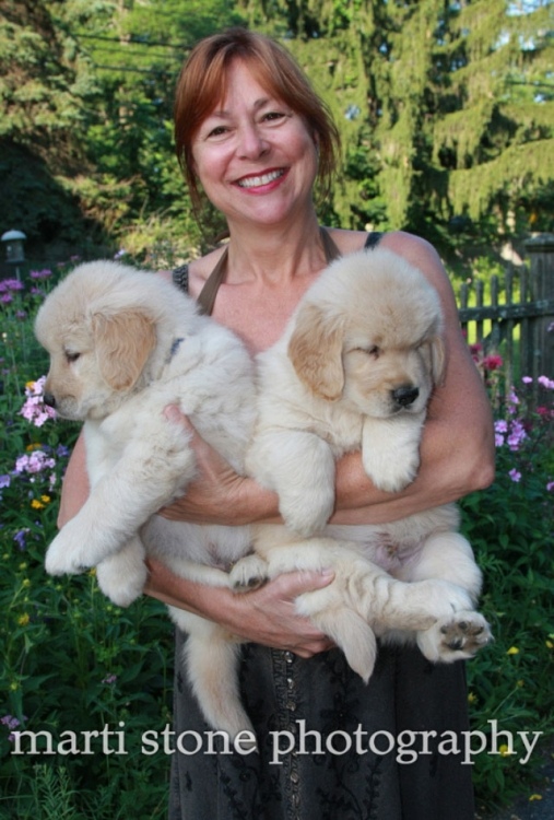 Goldiva Golden Retriever Puppies