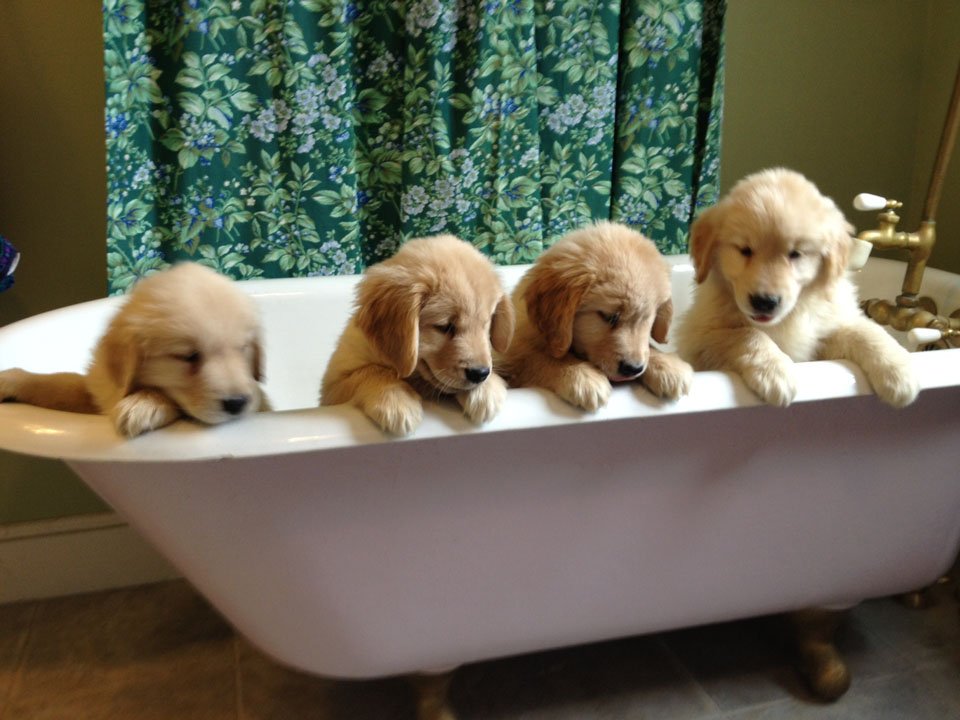 Goldiva Golden Retriever Puppies