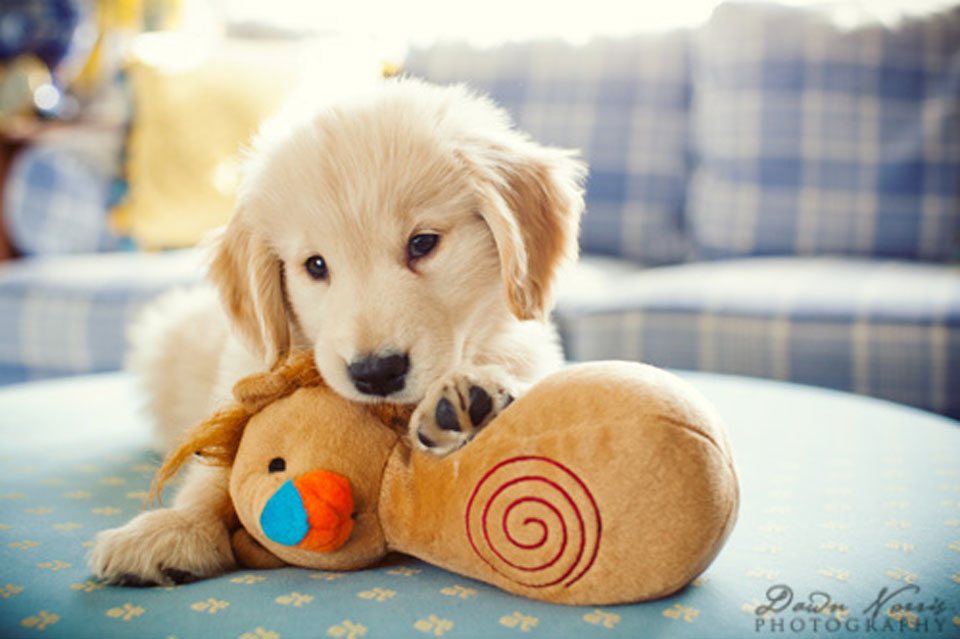 Goldiva Golden Retriever Puppies