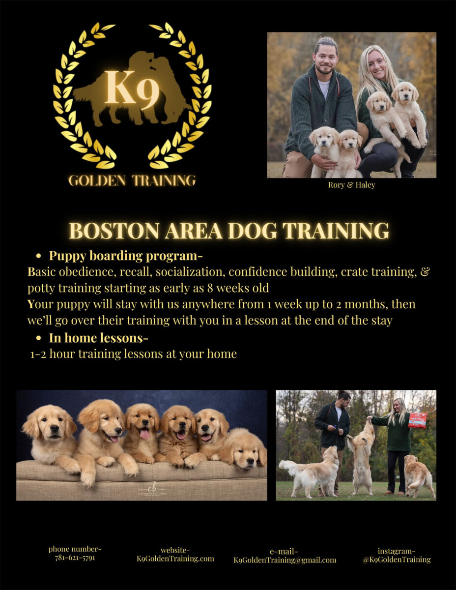 K9 Golden Training