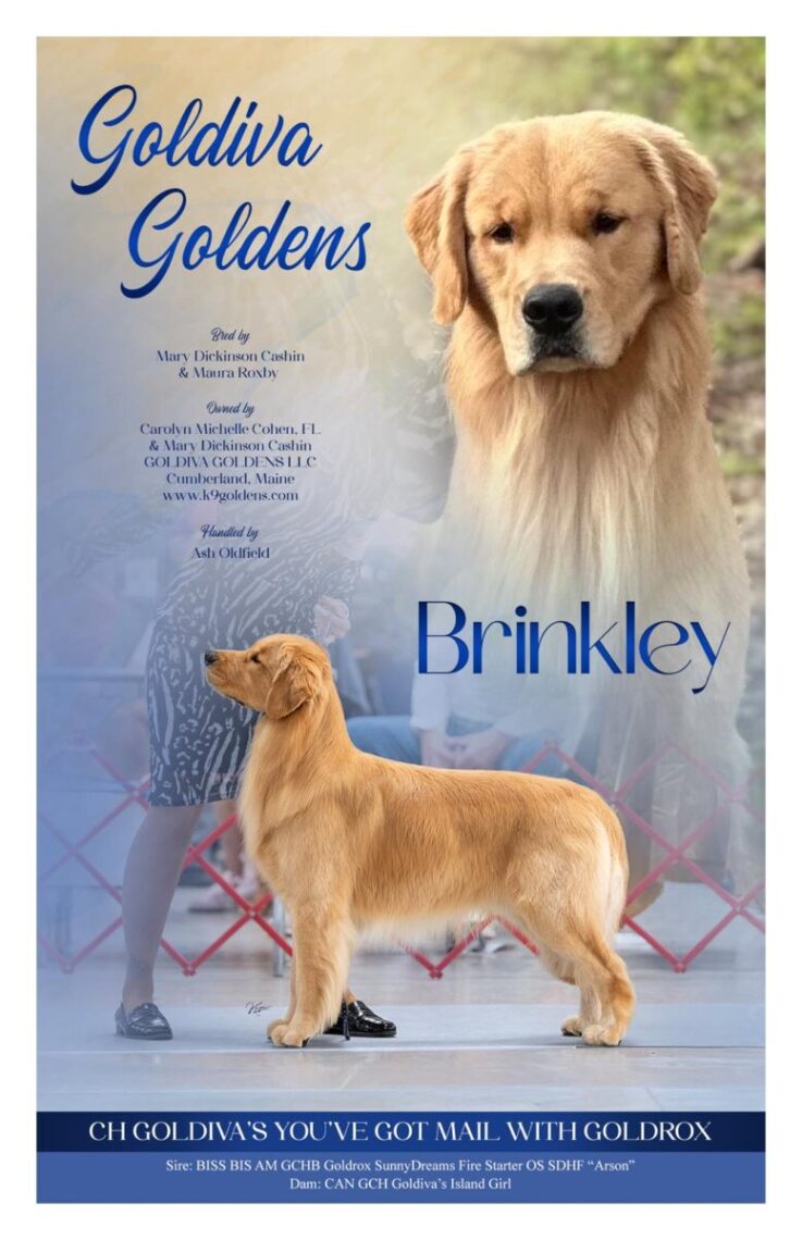 Mary’s Studs – Goldiva Goldens, LLC