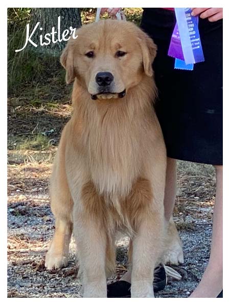 Am Grand CH Goldiva’s Golden Chalis with GoldRox “Kistler”
